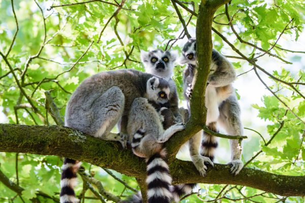 Lemur-arter I Læs om dyr fra paradisøen Madagaskar I Vores Afrika